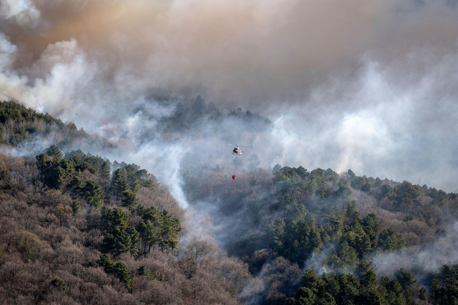 Più forestali in Piemonte: stanziati 1,5 milioni dalla Regione - Prima ...
